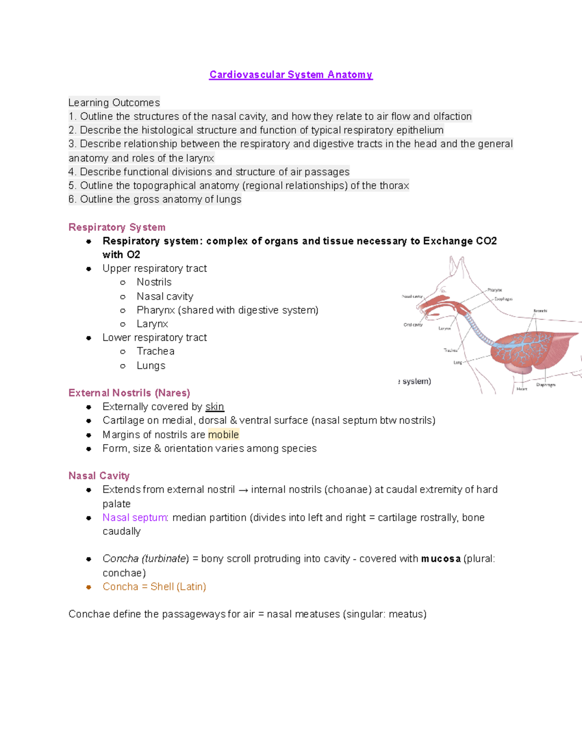 Cardiovascular System Anatomy notes part 2 - Cardiovascular System ...
