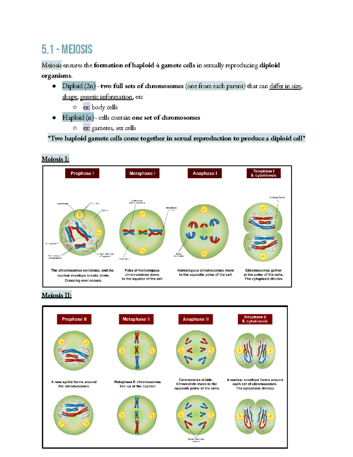 Unit 5: Hereditary - 5 - Meiosis Meiosis ensures the formation of ...