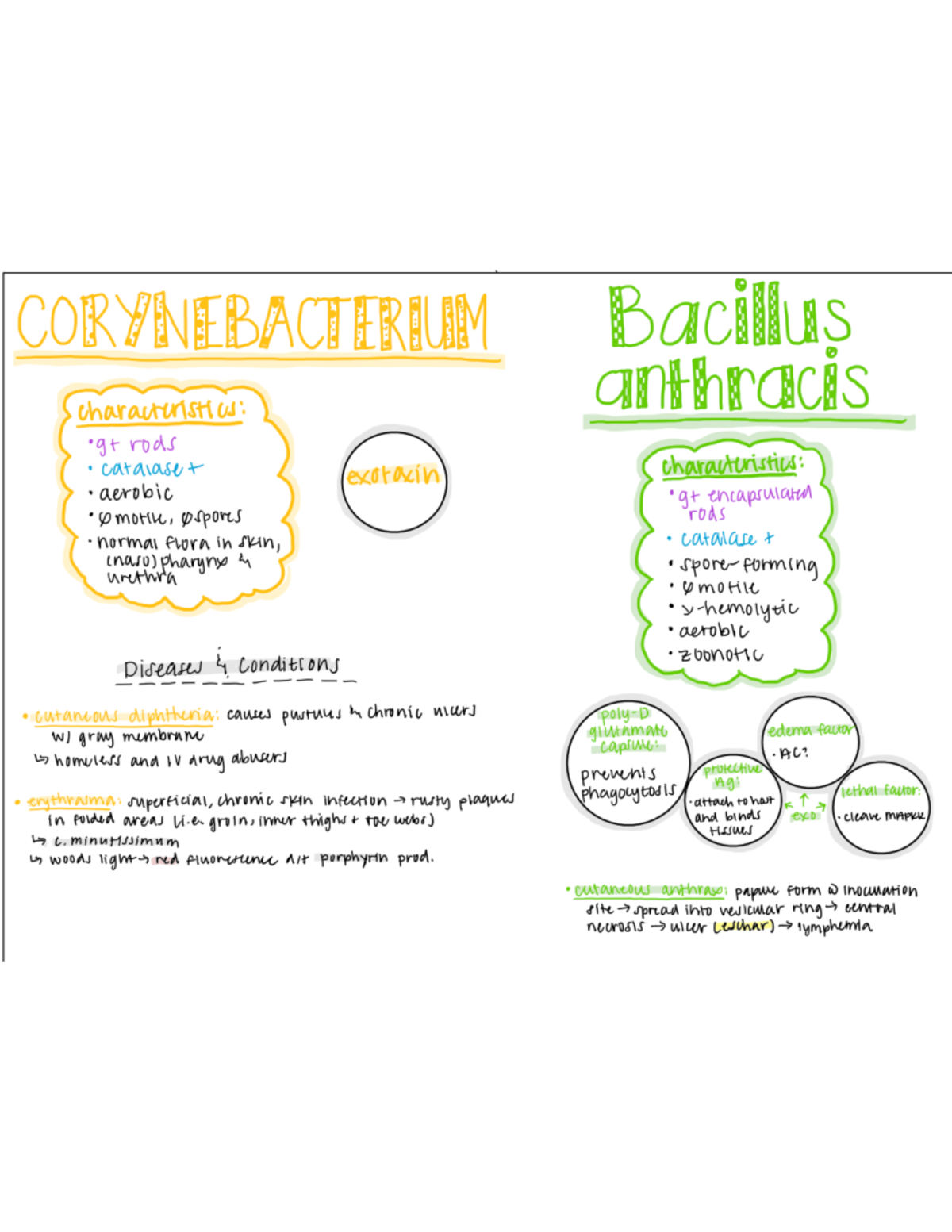 Micro 3 - lecture notes - CORYNEBACTERIUM Bacillus anthracis ...