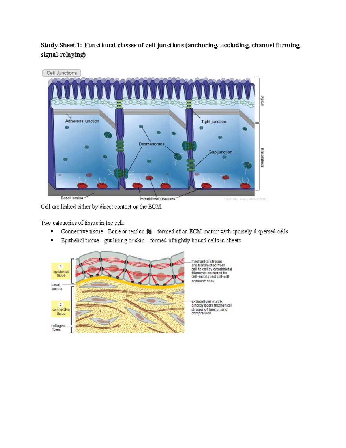 Module 4 Cell Adheion ECM - Study Sheet 1: Functional classes of cell ...