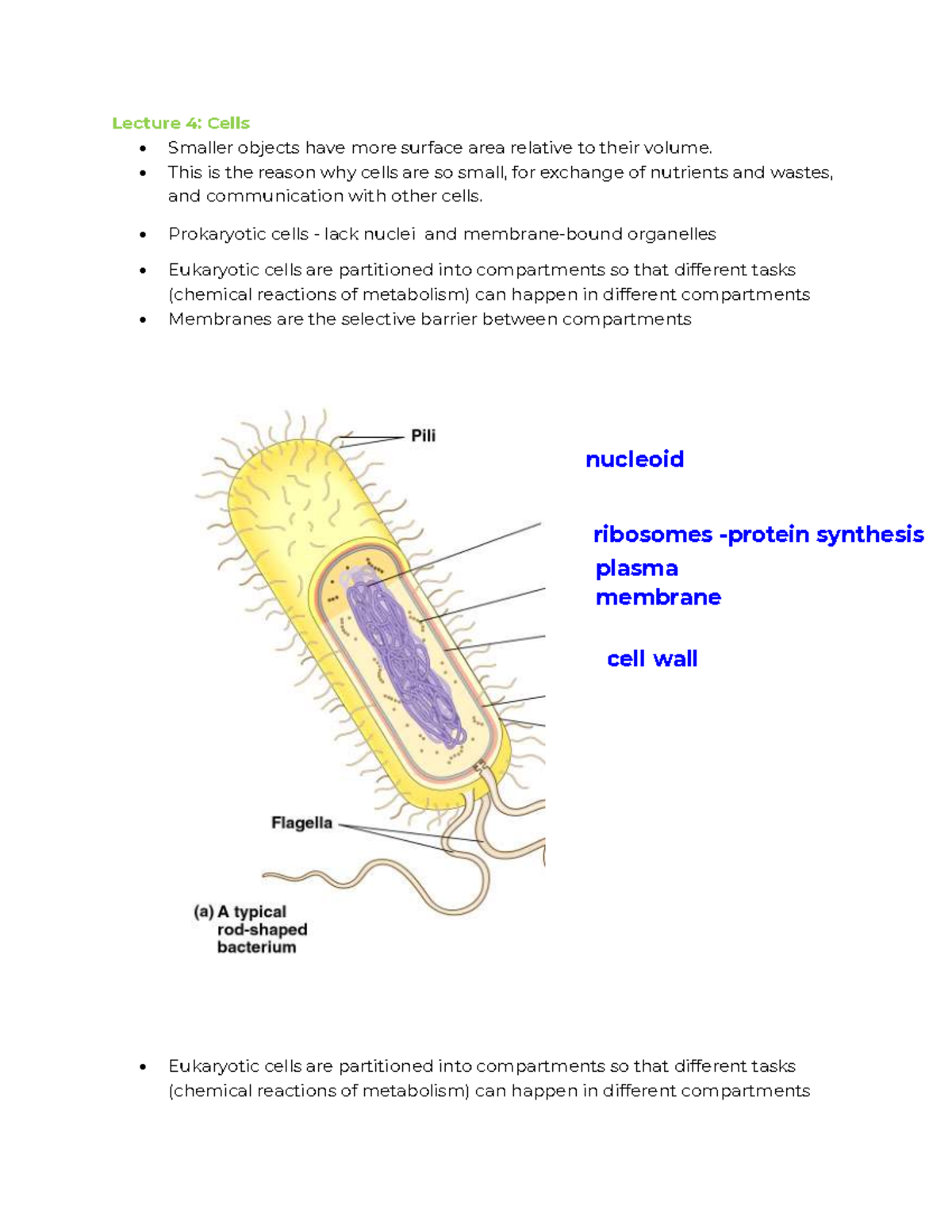 Lecture 4-cells - Lecture 4: Cells - Smaller objects have more surface ...