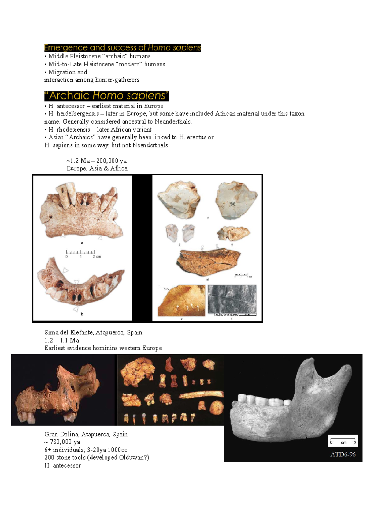 Emergence+and+success+of+Homo+sapiens+1 - Middle Pleistocene “archaic ...