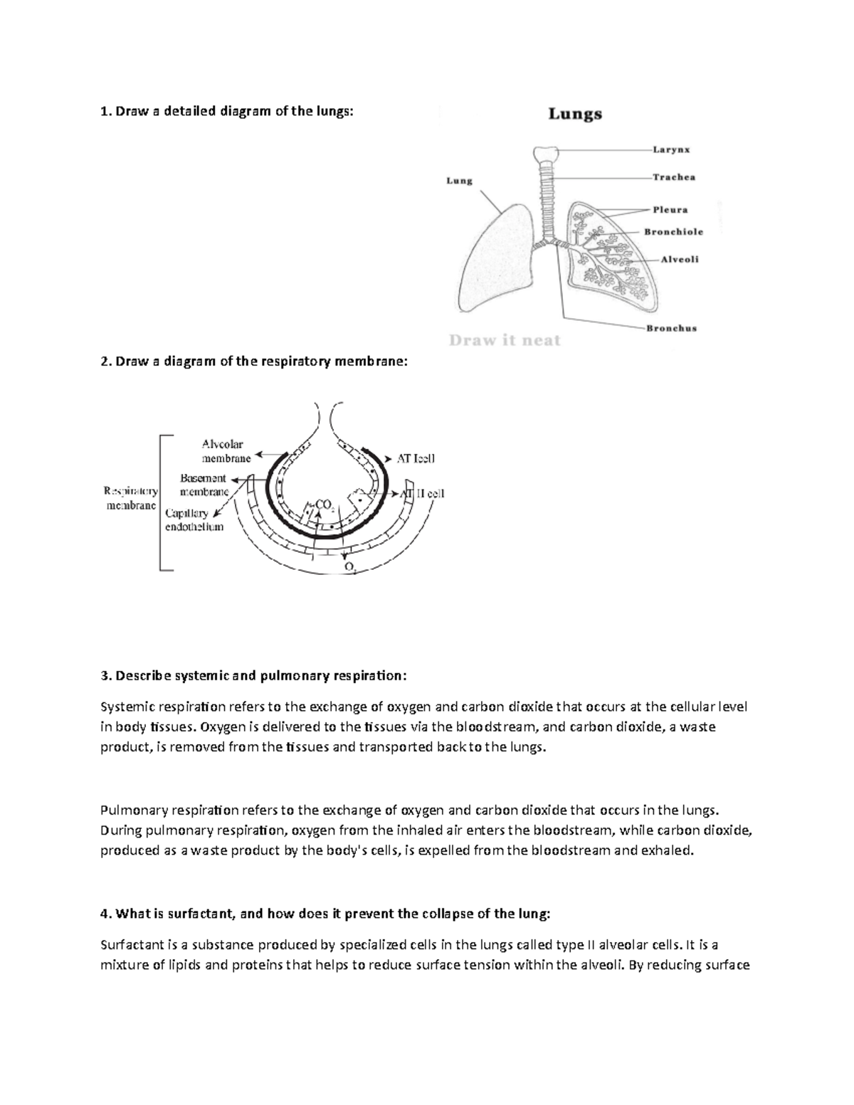 Physiological biology - Draw a detailed diagram of the lungs: Draw a ...