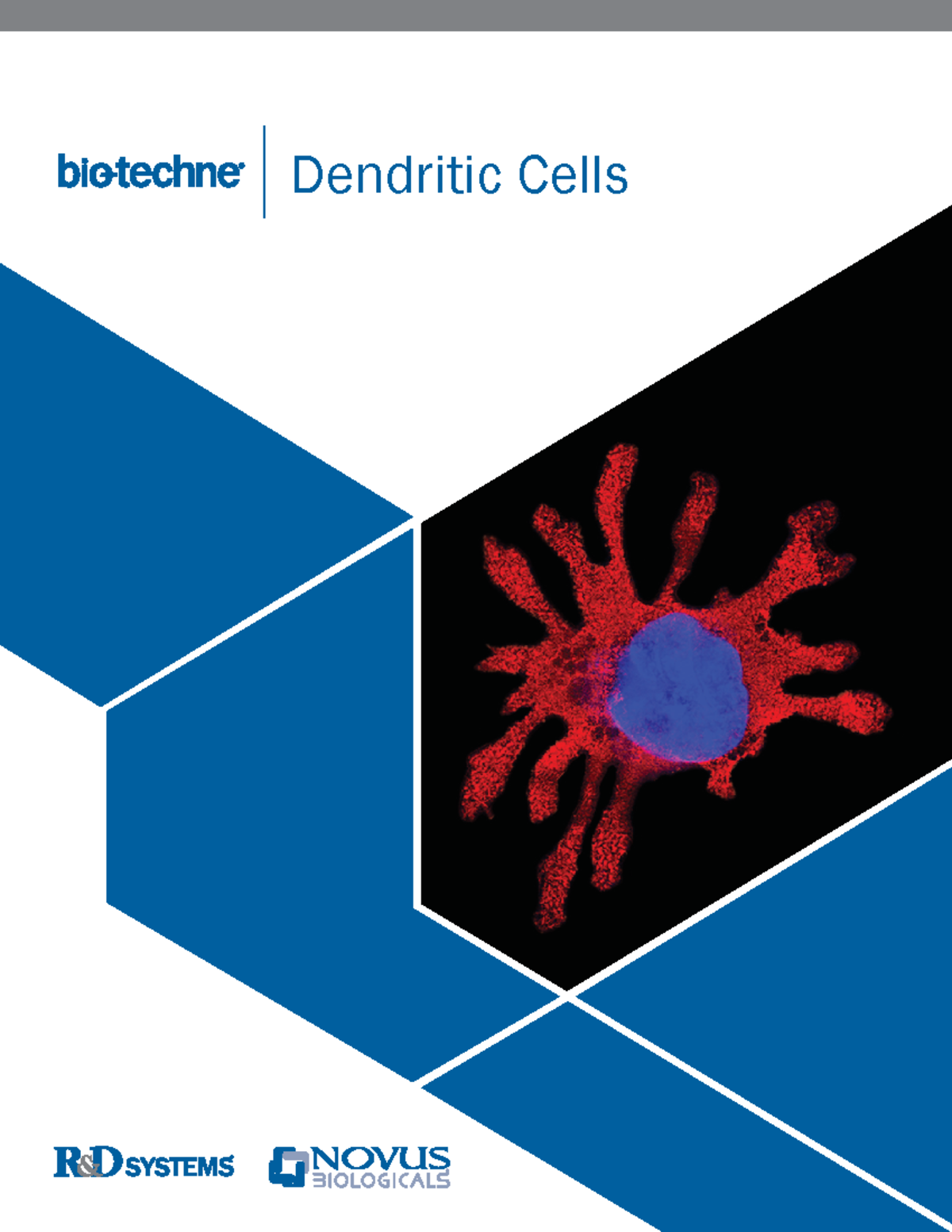 Rnd systems dendritic cells br - Dendritic Cells Novus- Learn more ...