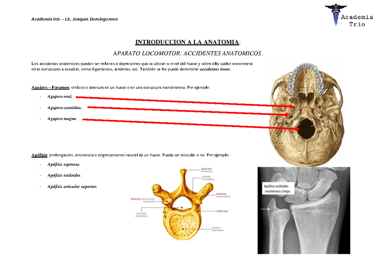 00- Reparos Anatomicos - INTRODUCCION A LA ANATOMIA : APARATO LOCOMOTOR ...