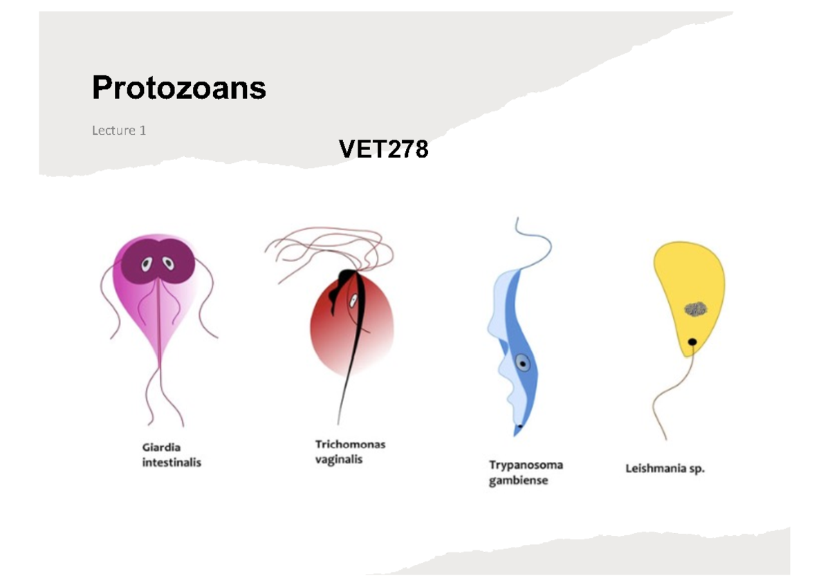 L4 - VET Proto 1 S - ... - Protozoans Lecture 1 VET Objectives • Know ...