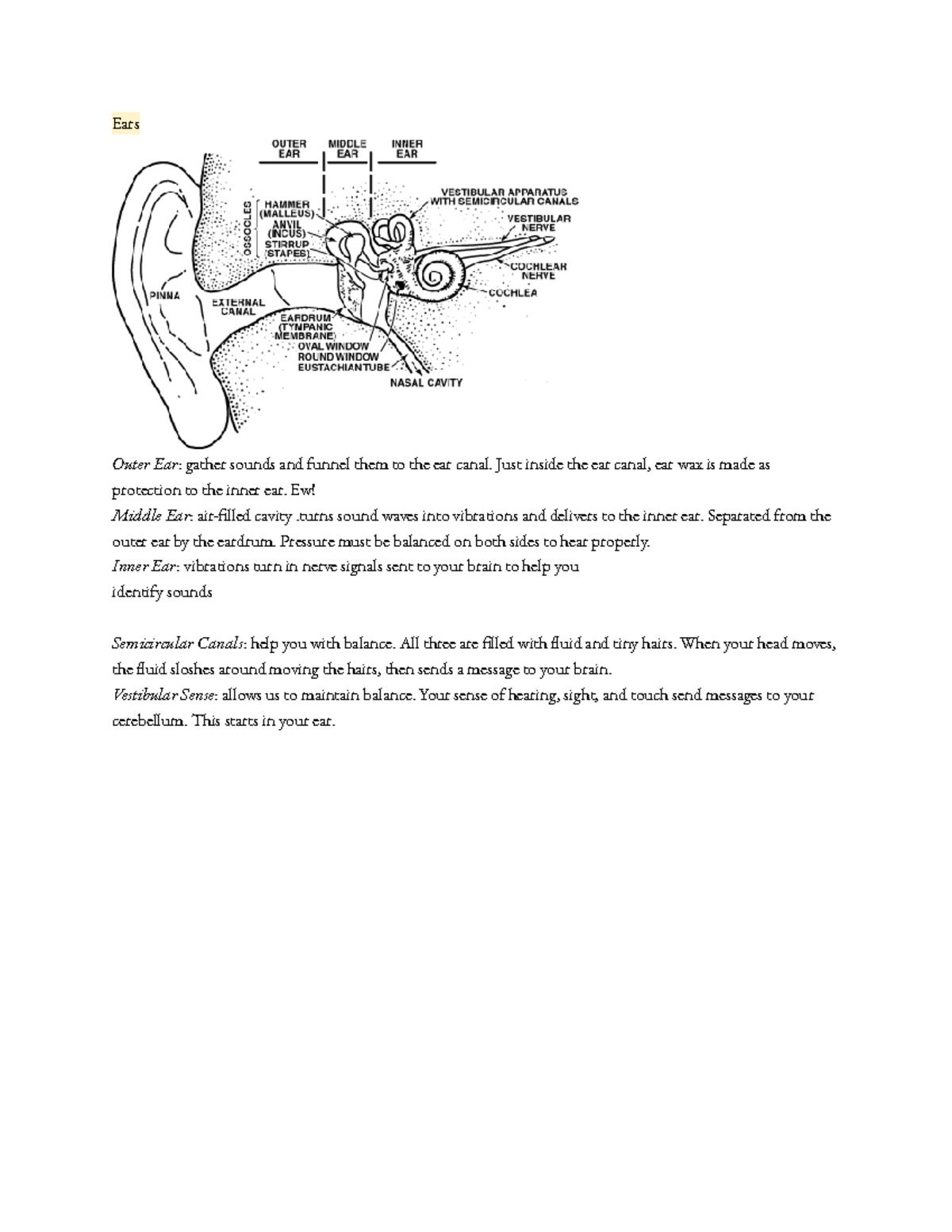 Ears in Psychology Notes - Ears Outer Ear: gather sounds and funnel ...
