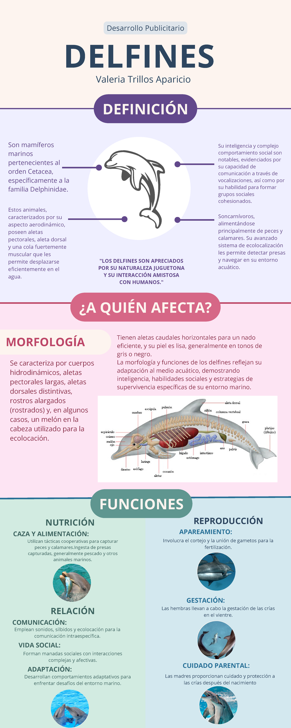 Infografia delfines - Texto requerido - Son mamíferos marinos ...