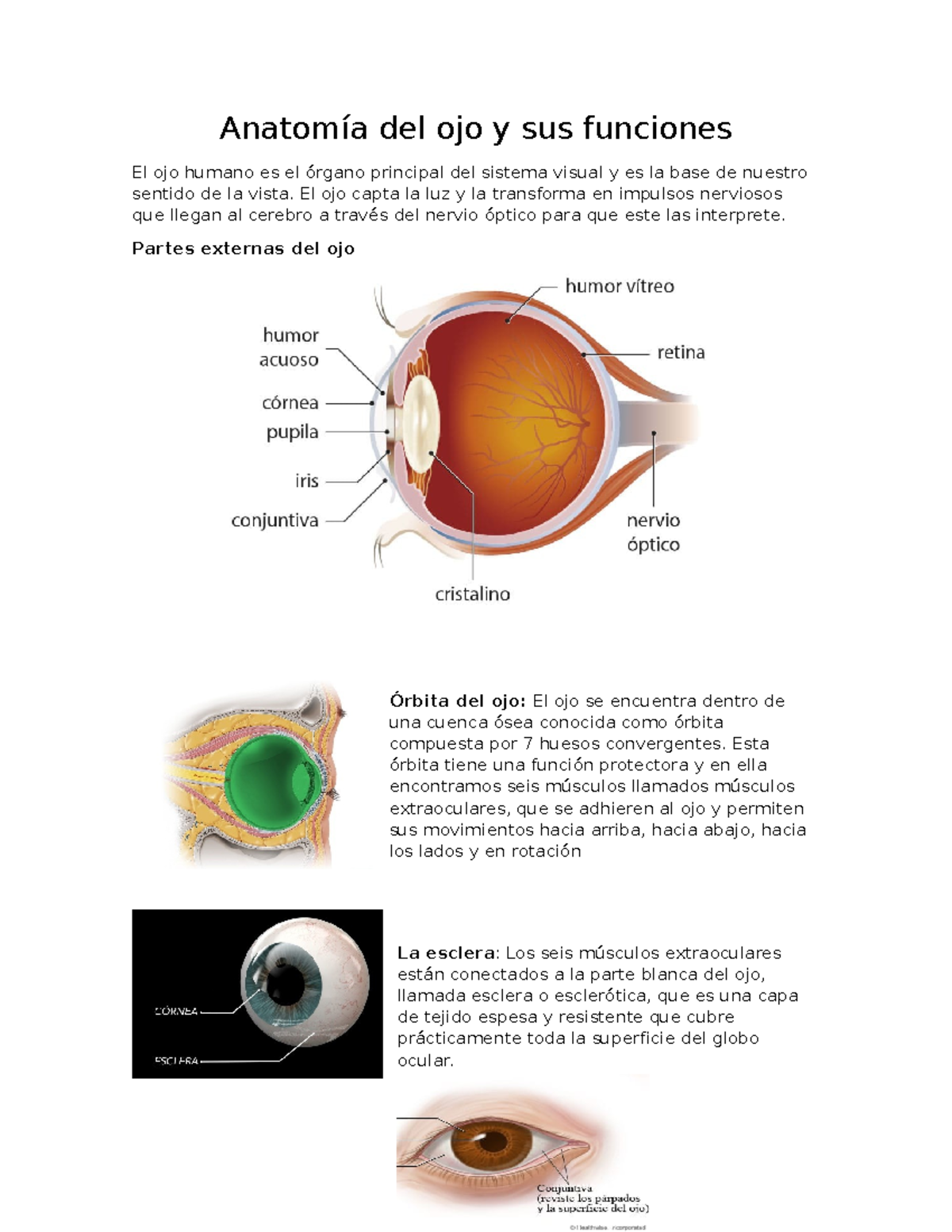 Ojo y sus funciones - apuntes de clases y ya - Anatomía del ojo y sus ...