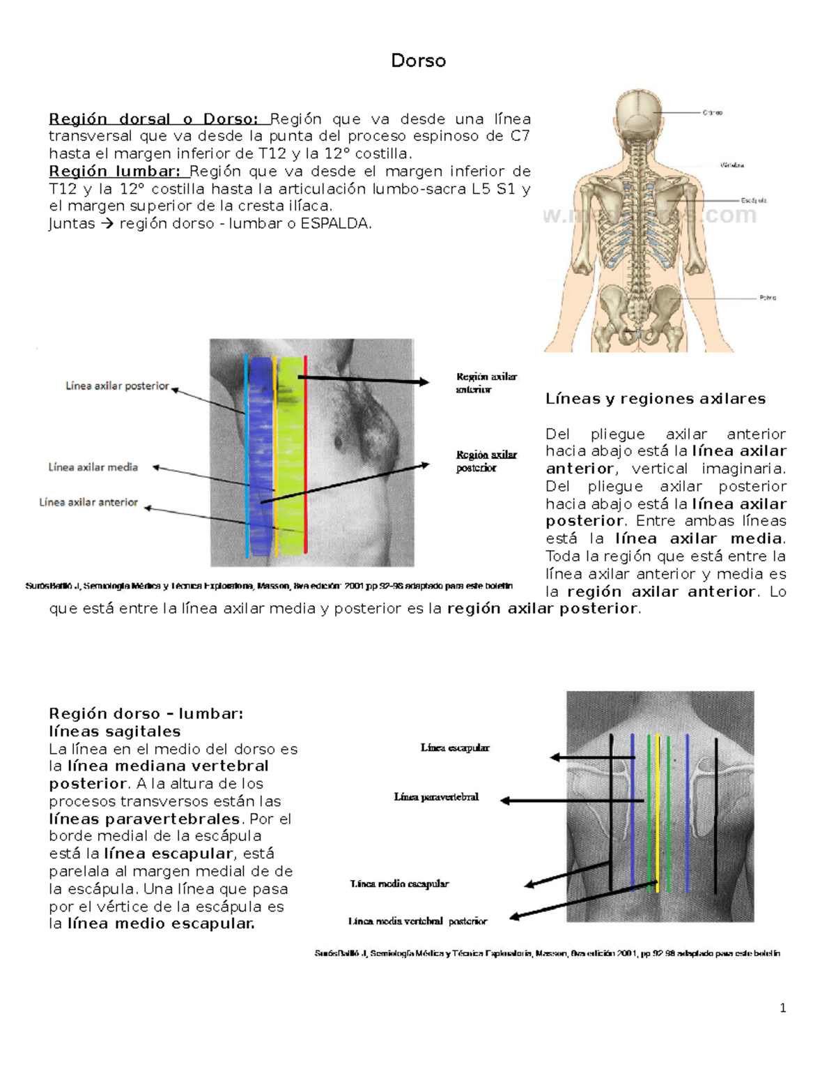 2. Dorso - Dorso Región dorsal o Dorso: Región que va desde una línea ...