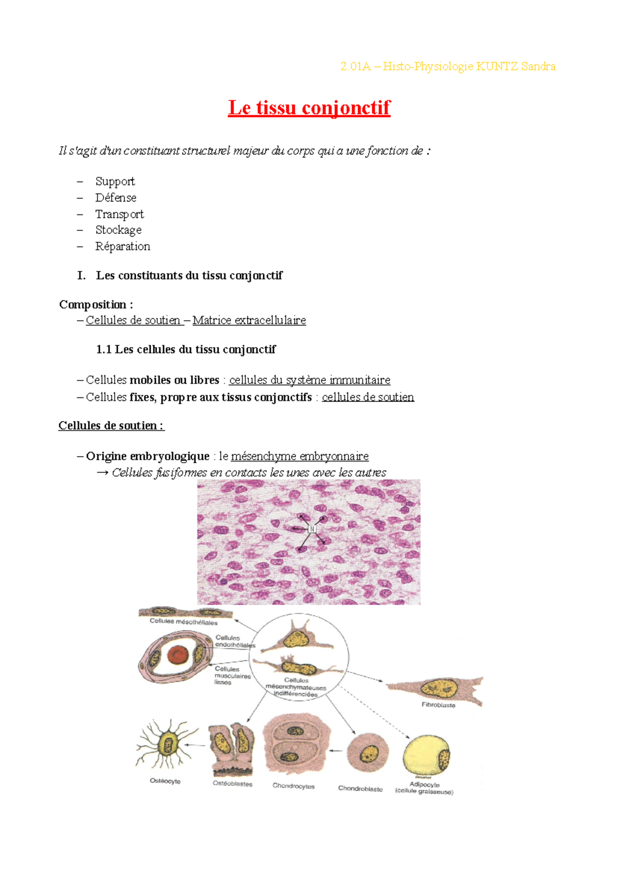 Cours 3 - Le tissu conjonctif - 2 – Histo-Physiologie KUNTZ Sandra Le ...