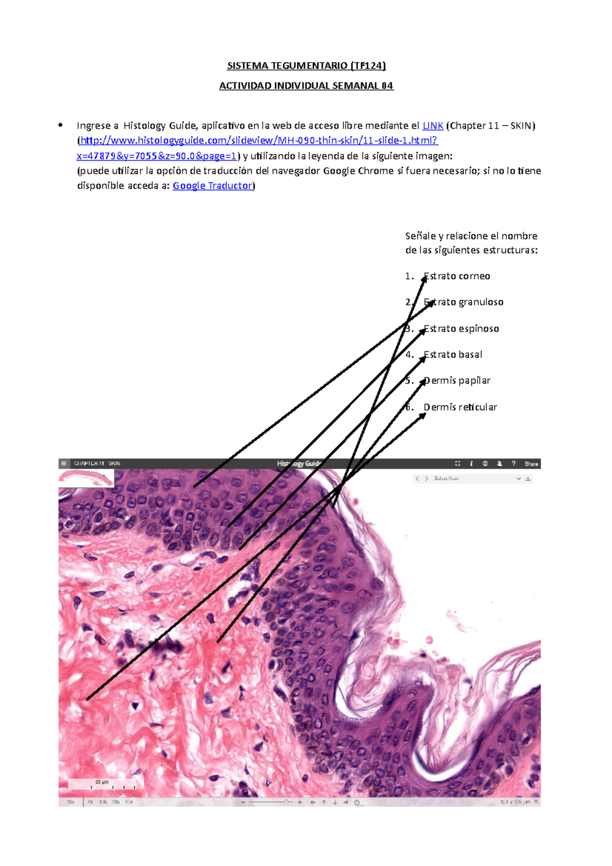 202102 TF124 STeg Tarea Sem04 - SISTEMA TEGUMENTARIO (TF124) ACTIVIDAD INDIVIDUAL SEMANAL 04 ...