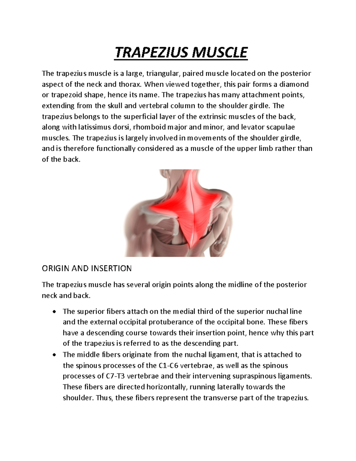 Trapezius Muscle - TRAPEZIUS MUSCLE The trapezius muscle is a large ...