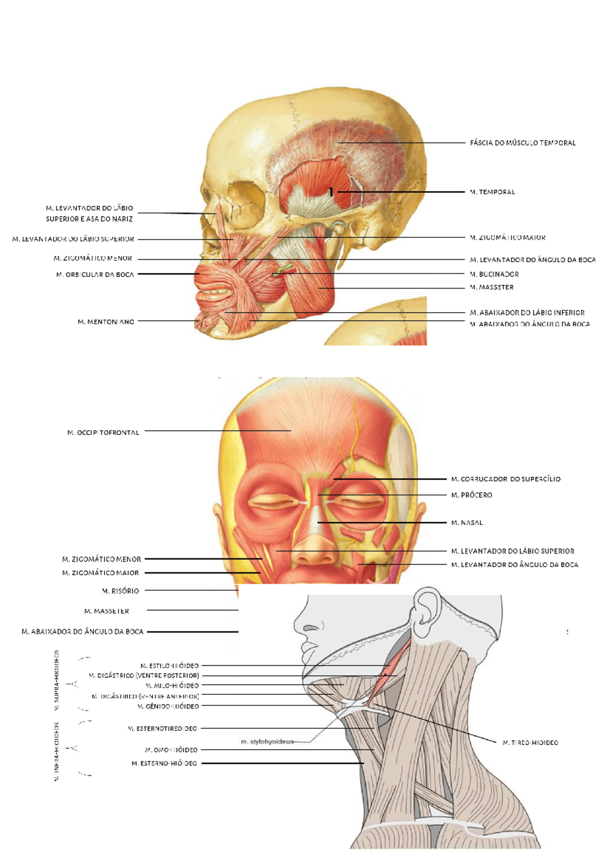 Musculos da face - Anatomia muscular da face - Anatomia Oral e Geral ...
