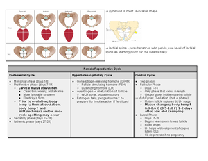 Newborn Assessment Guide - SAINT LOUIS UNIVERSITY SCHOOL OF NURSING ...