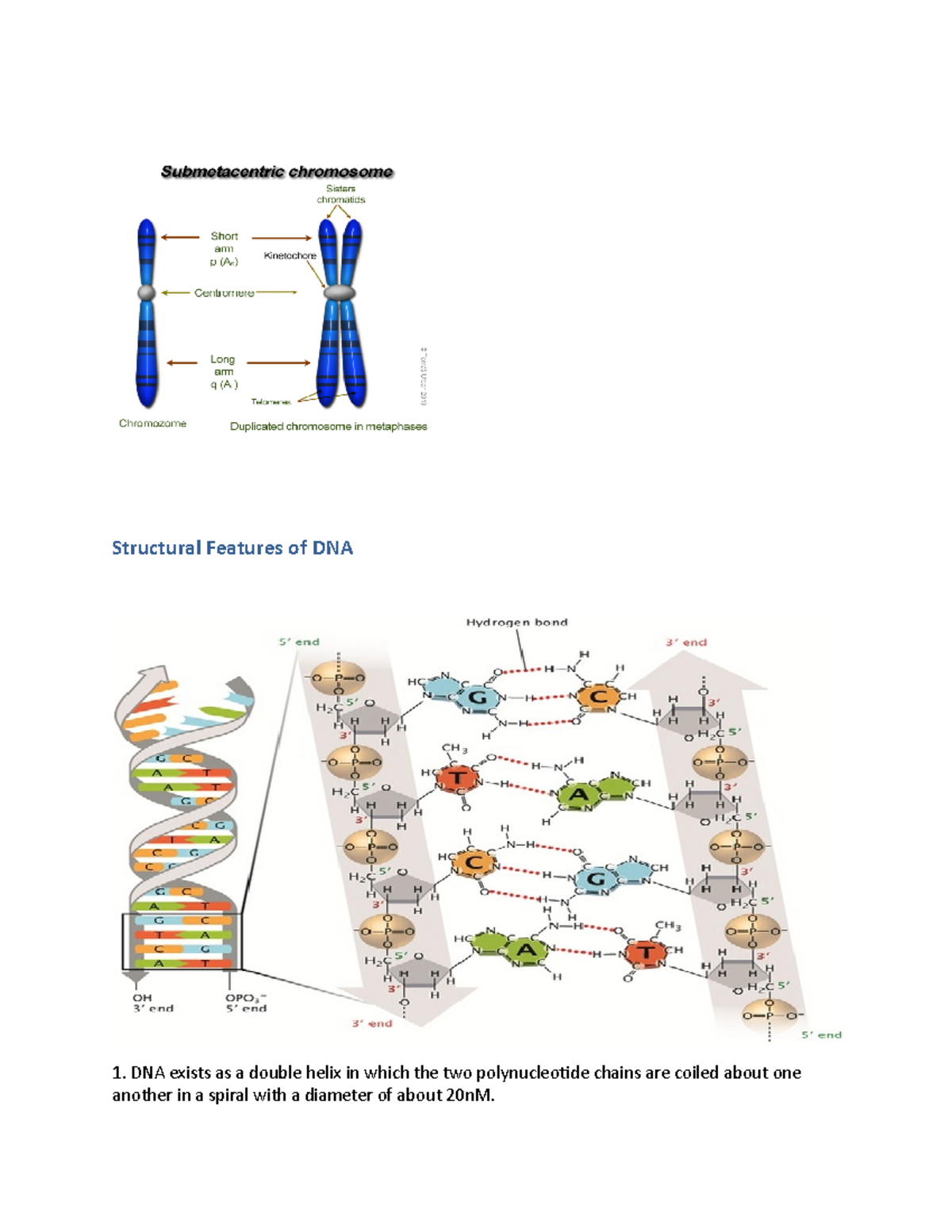 Structural Features of DNA-1 - Structural Features of DNA DNA exists as ...
