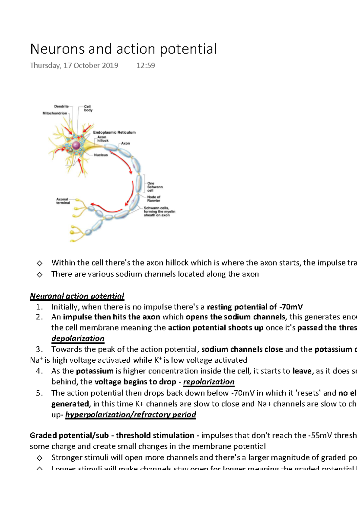Neurons and action potential - Within the cell there's the axon hillock ...
