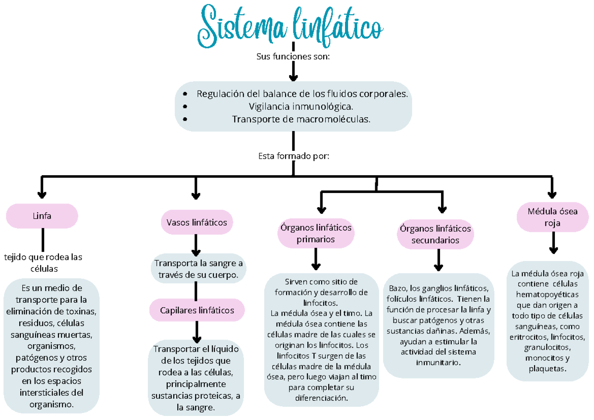 Sistema Linfático Sistema Linfático Sus Funciones Son Regulación Del