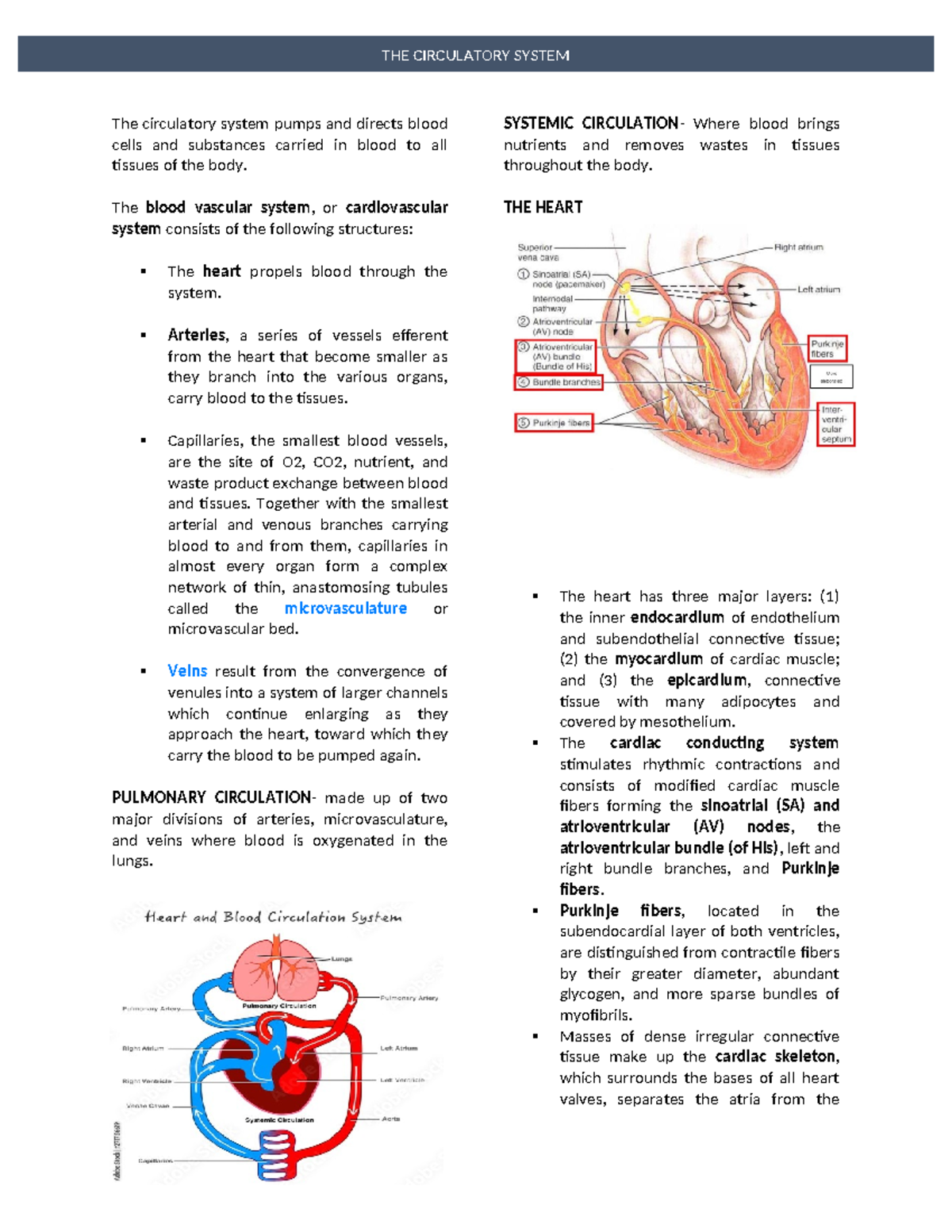 Cardiovascular System - THE CIRCULATORY SYSTEM The circulatory system ...
