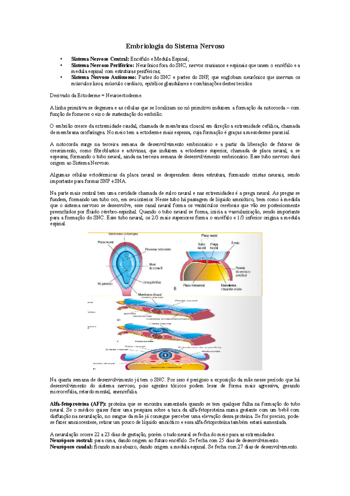 Embriologia do Sistema Nervoso - Embriologia do Sistema Nervoso Sistema ...