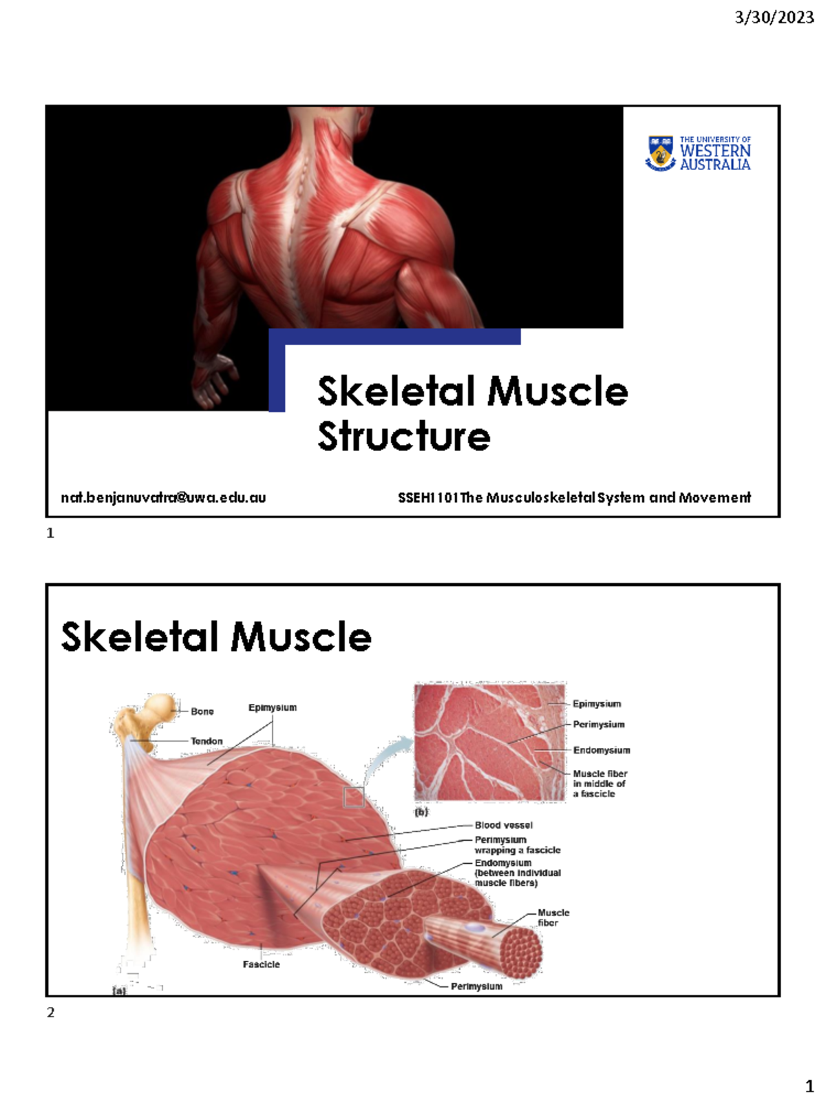 Lt 02 Skeletal Muscle Structure Published - Perimysium Fasciculus ...