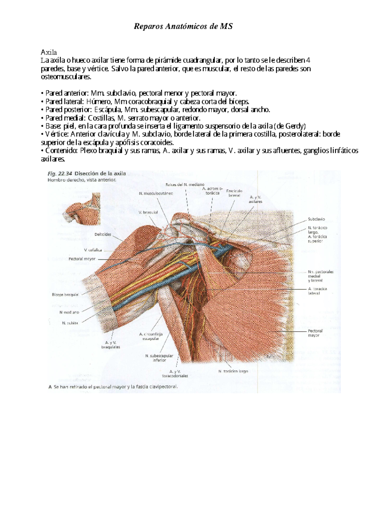 Reparos Anatómicos de Miembro Superior - Reparos Anatómicos de MS ...