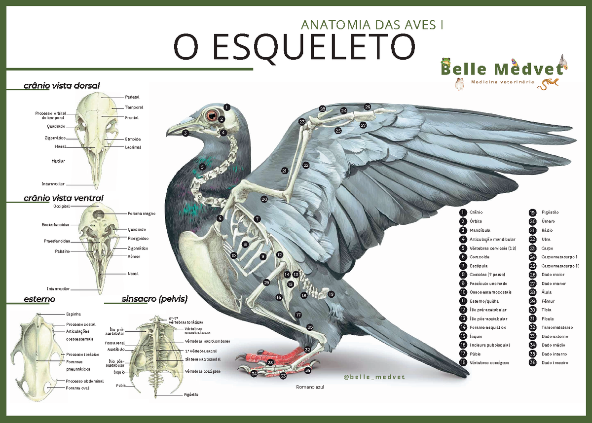 Banner anatomia aves - Completo - 11 1 2 3 4 5 6 7 8 9 10 11 12 13 14 ...