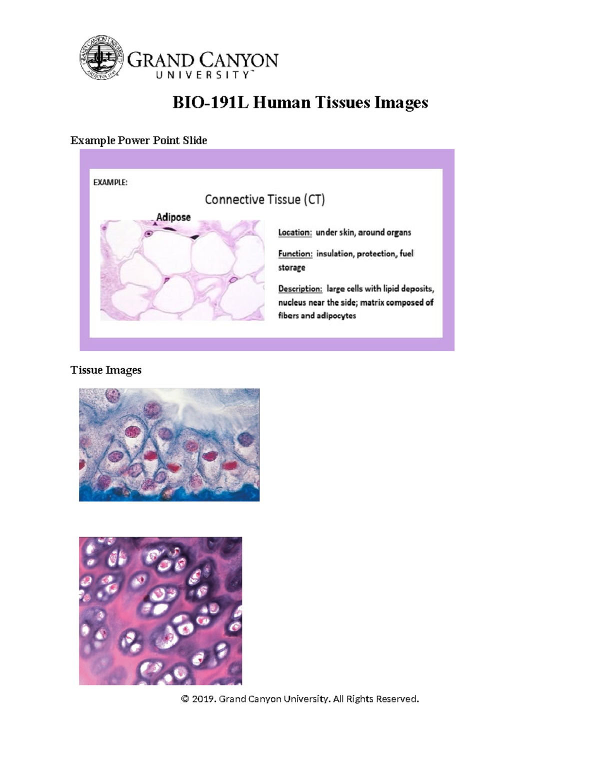 BIO 191L RS Lab2Human Tissues Images - BIO-191L-O500 - BIO-191L Human ...