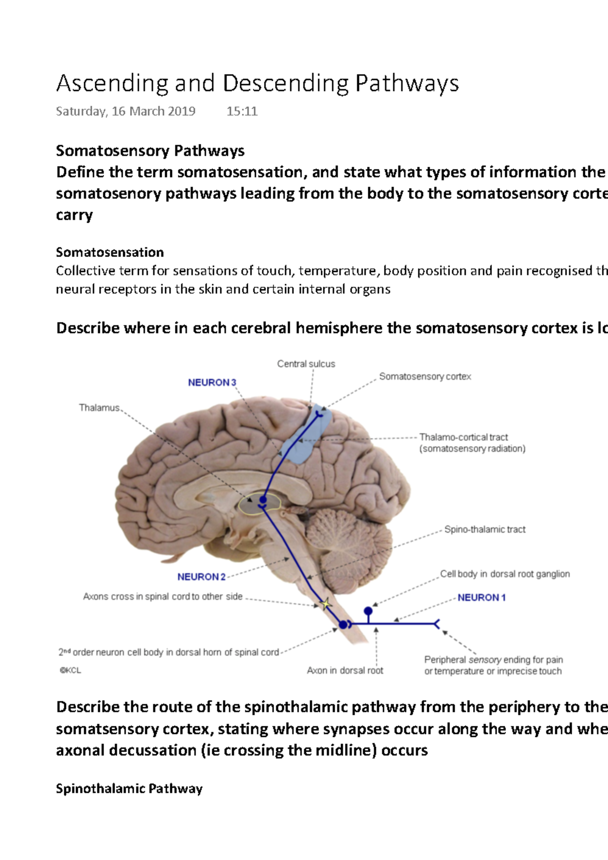Ascending and Descending Pathways - Somatosensory Pathways Define the ...