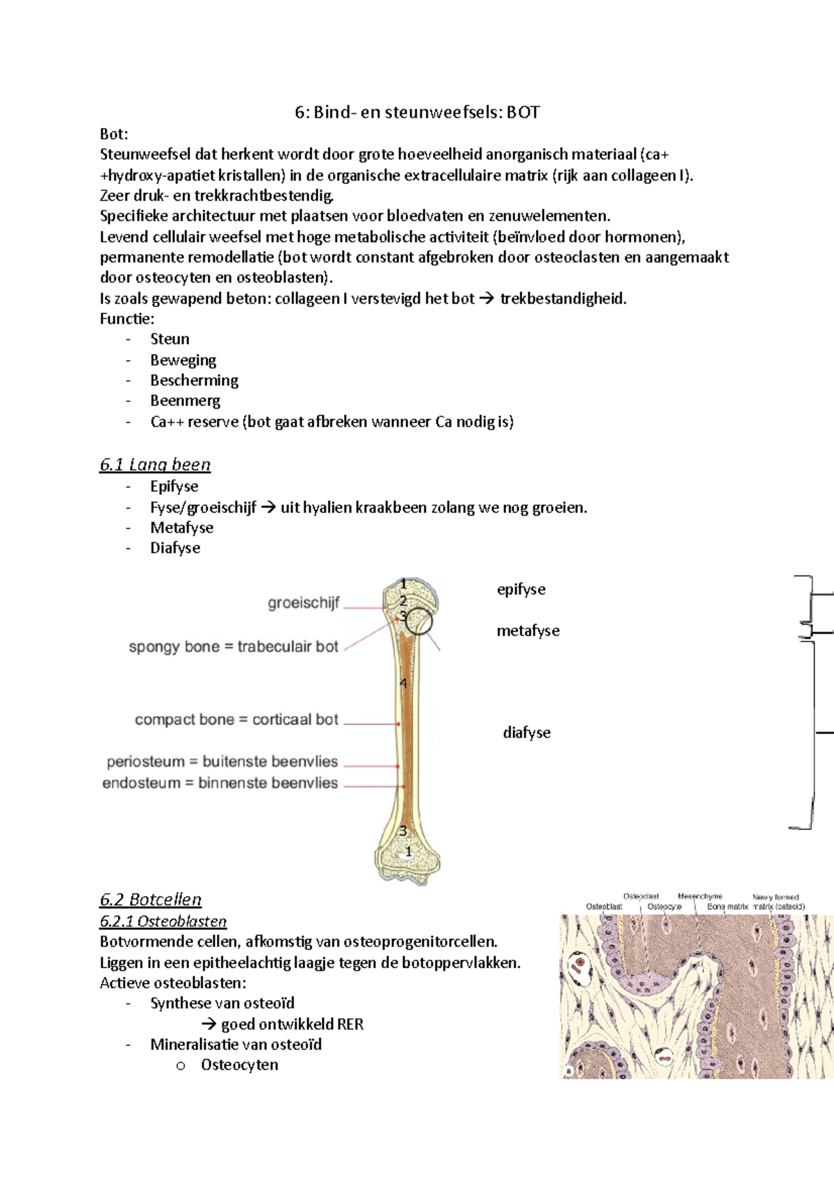Weefsels Bot - 6: Bind- en steunweefsels: BOT Bot: Steunweefsel dat ...