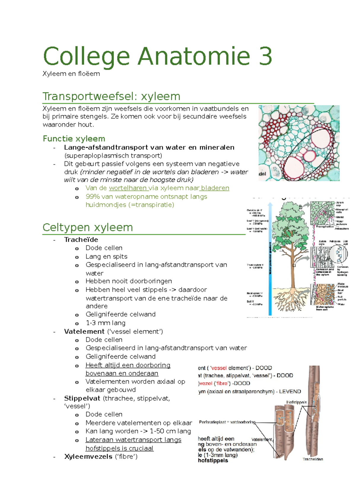 College Anatomie 3 - Ze komen ook voor bij secundaire weefsels ...