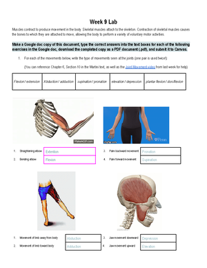 Copy of Copy of BIO 145 Week 7, Part 1 Study Guide Muscular System ...