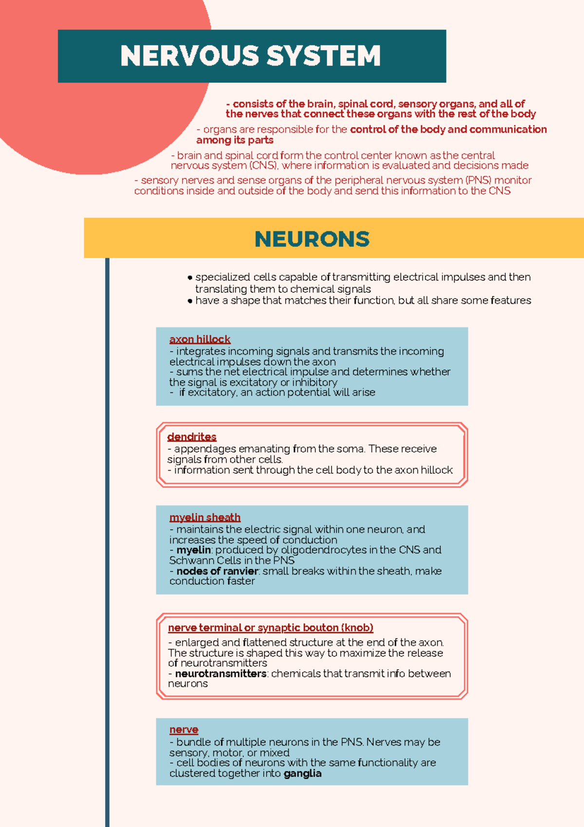 Nervous system guide - NERVOUS SYSTEM appendages emanating from the ...
