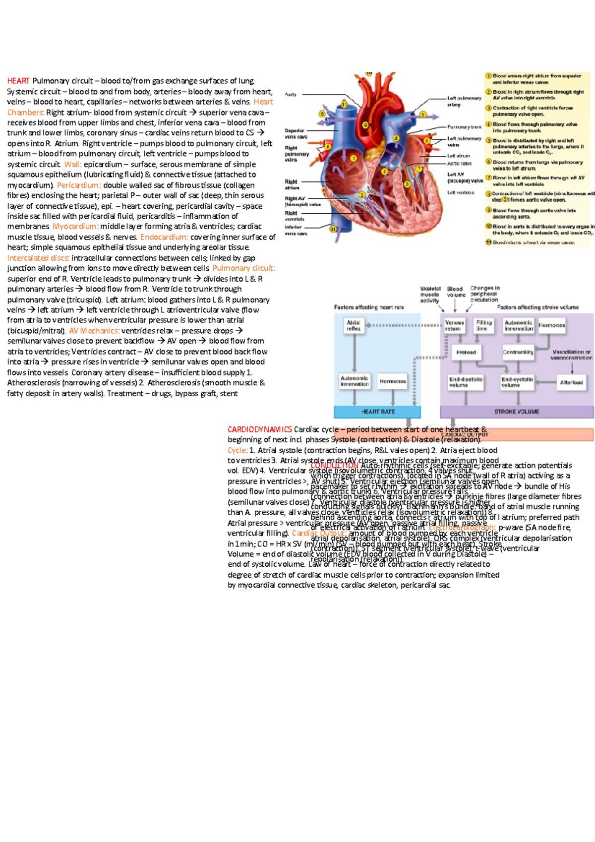 HAP - heart:respiration - HEART Pulmonary circuit blood gas exchange ...
