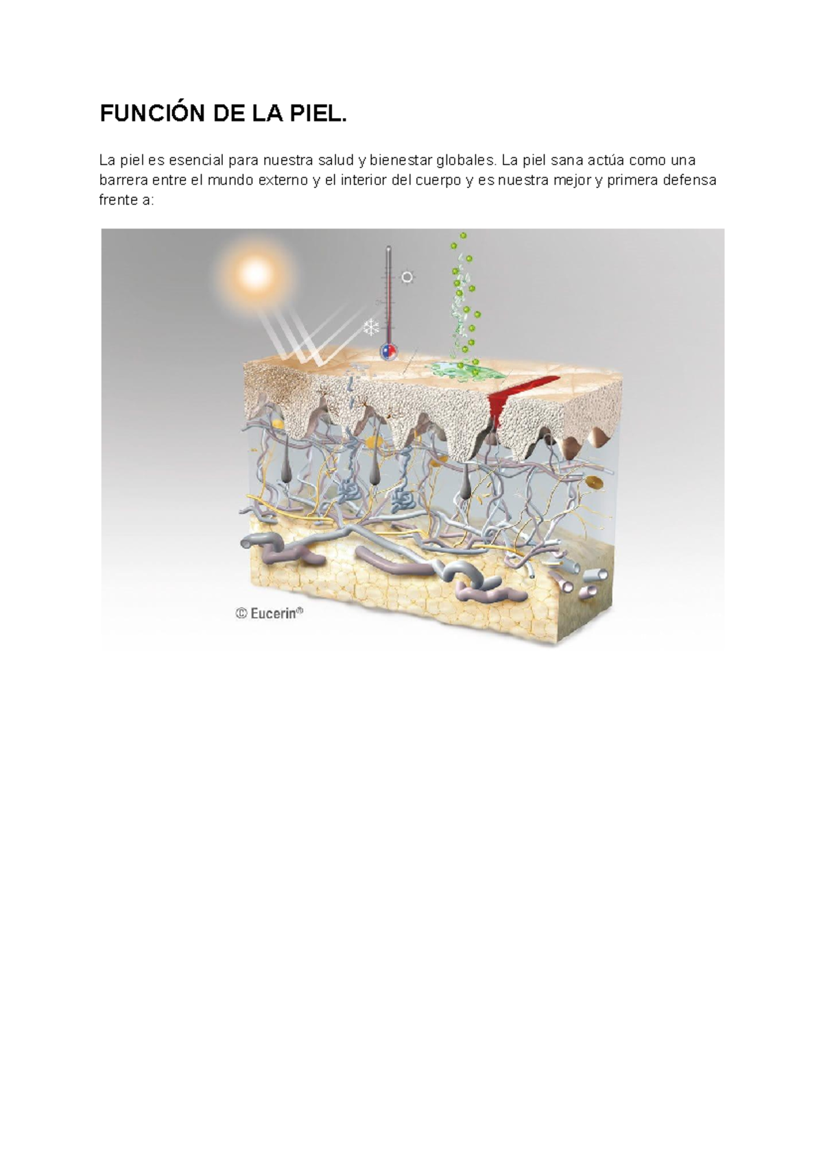 Funciones de la piel - FUNCIÓN DE LA PIEL. La piel es esencial para nuestra salud y bienestar ...