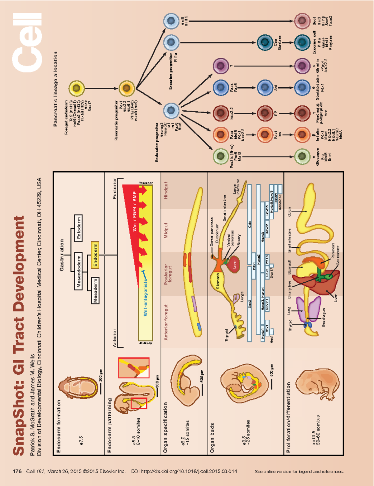 Desarrollo del intestino de un ratón the cell - Endoderm ...