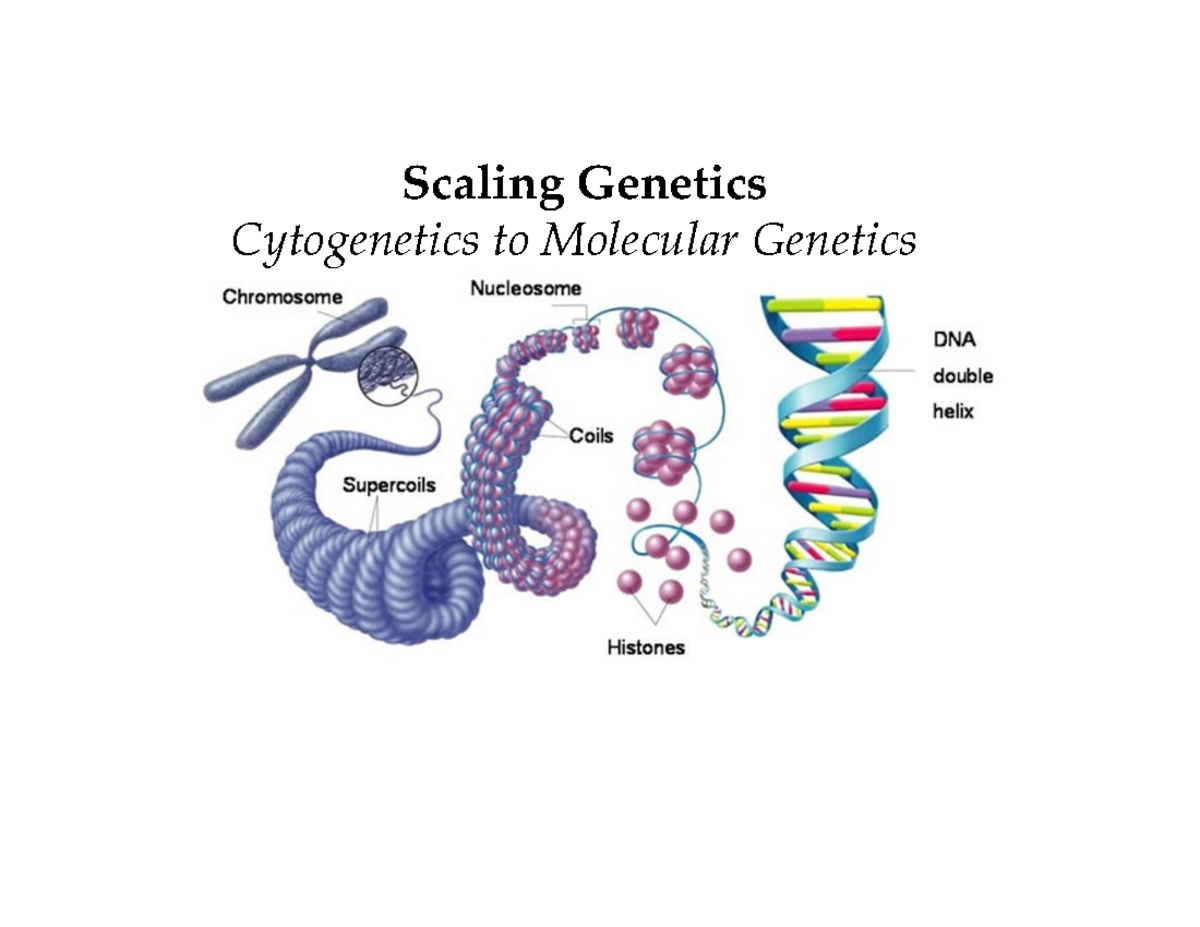 Lectures 11-13 Notes + Clicker Questions - Scaling Genetics ...
