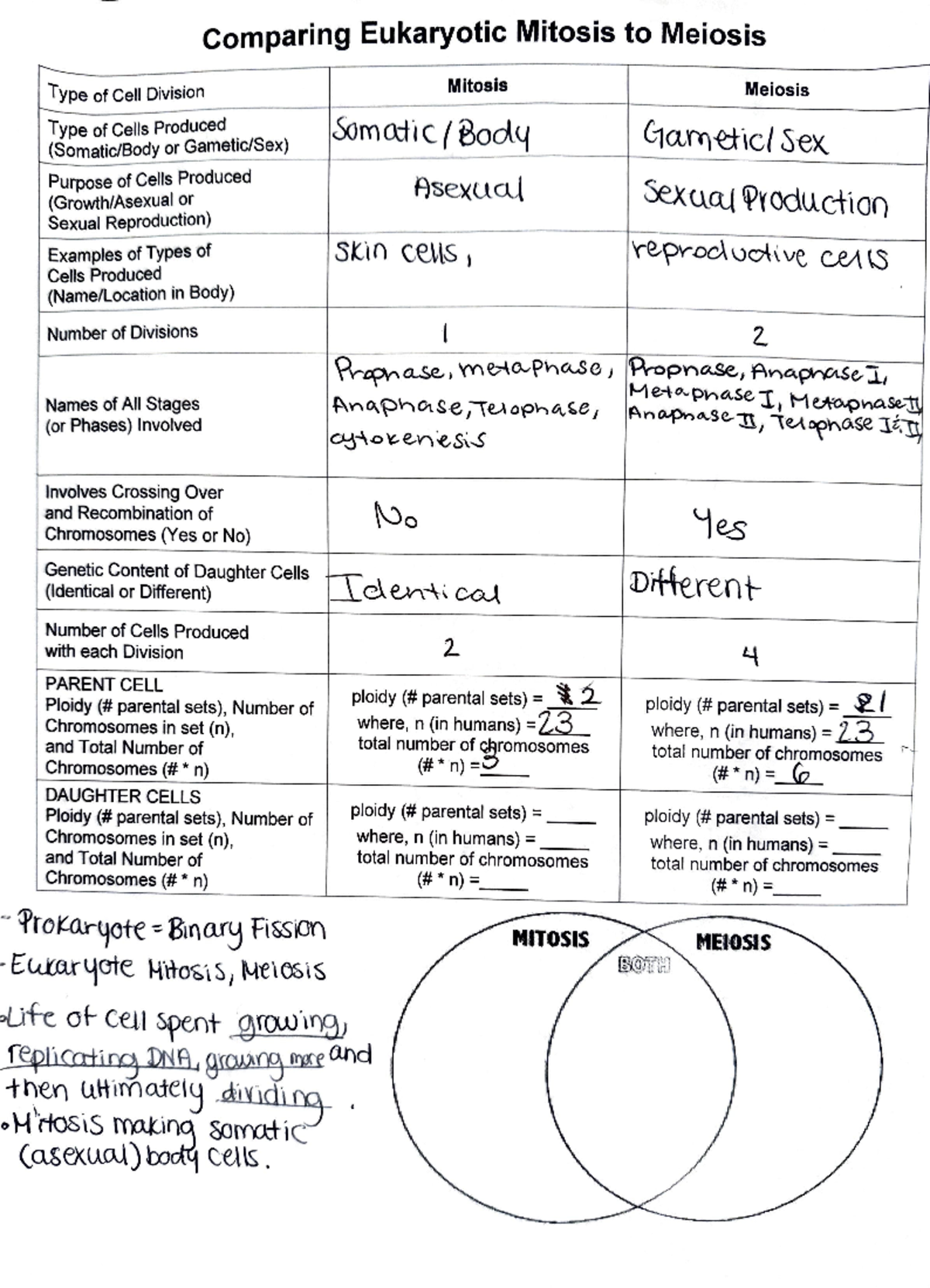 Comparing Eukaryotic Mitosis to Meiosis - comparing Eukaryotic Mitosis ...