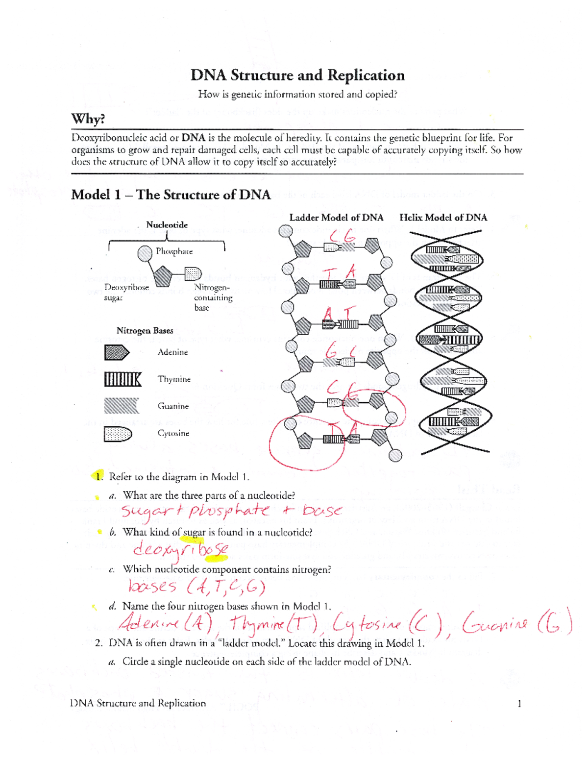 DNA 1 - Just practice questions - DNA Structure and Replication How is ...