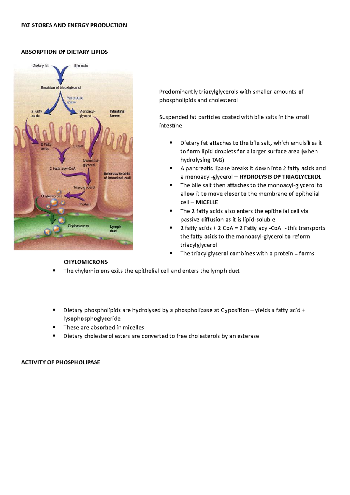 FAT Stores AND Energy Production - FAT STORES AND ENERGY PRODUCTION ...