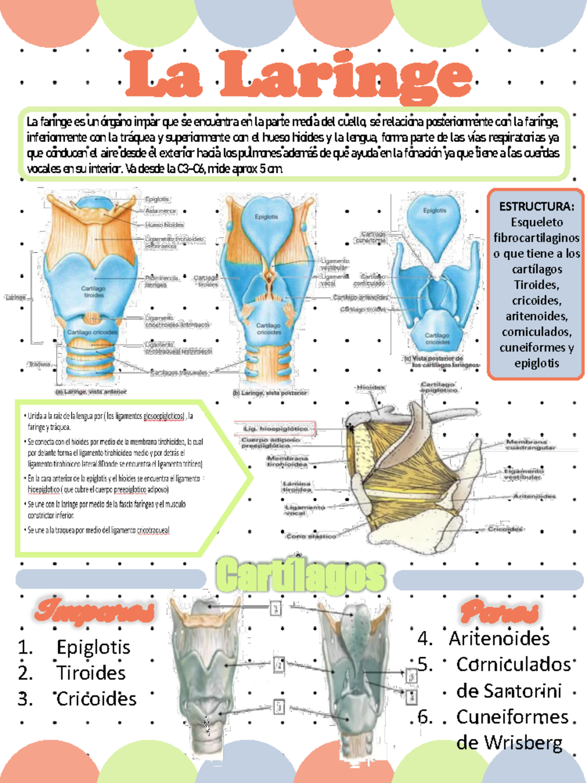 SEM 1 1-2 Laringe - Anatomia - San Marcos - Studocu