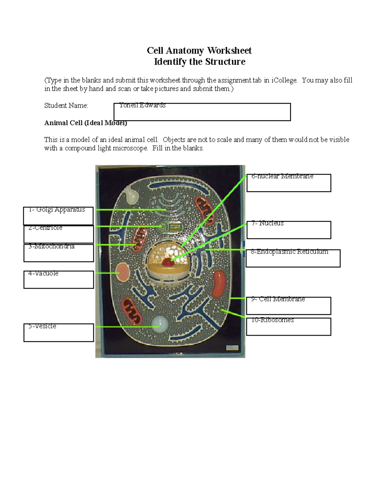 Cell Anatomy Worksheet - Cell Anatomy Worksheet Identify the Structure ...
