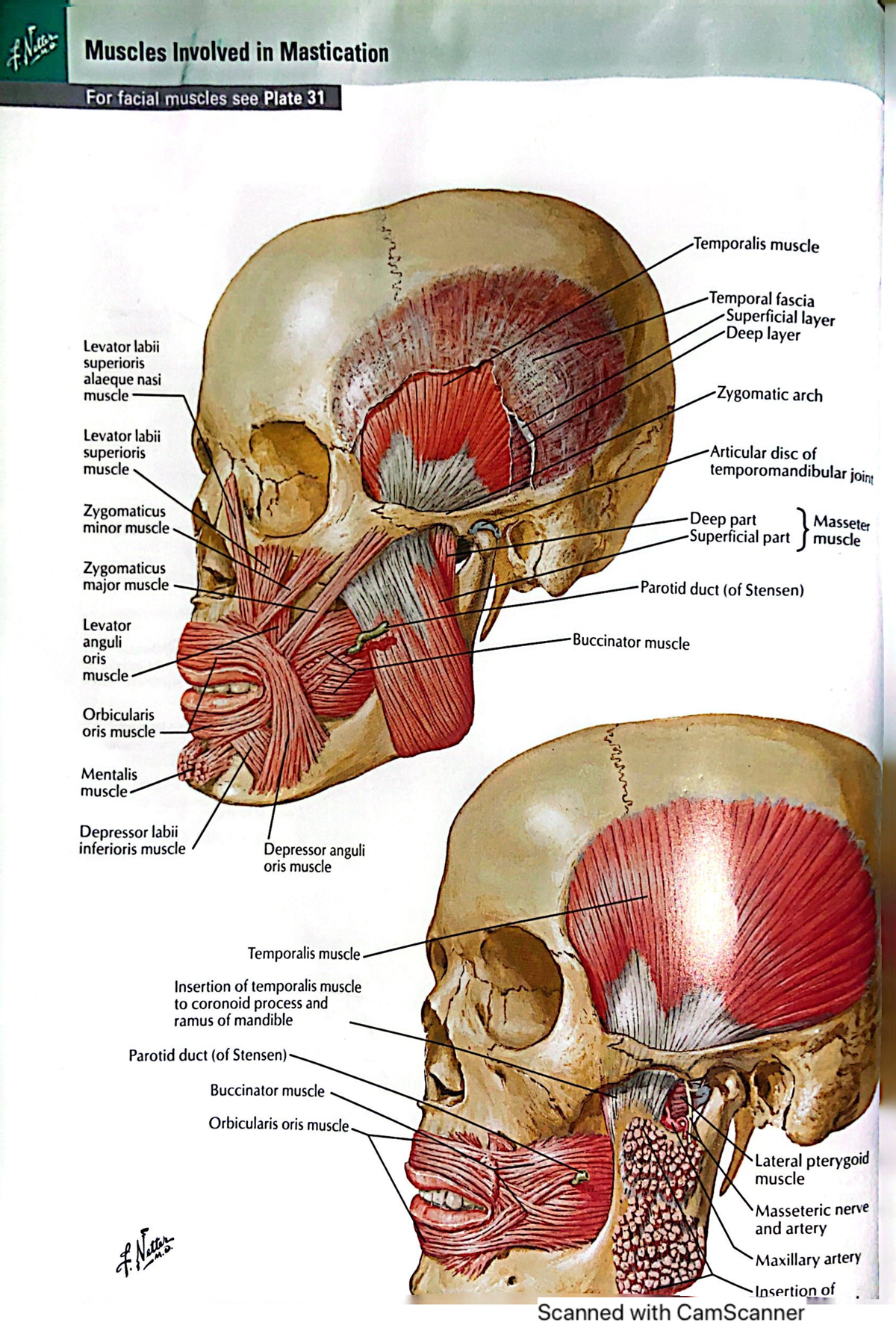 TMJ 3 - Bones and some muscles of the face - Anatomy and physiology ...