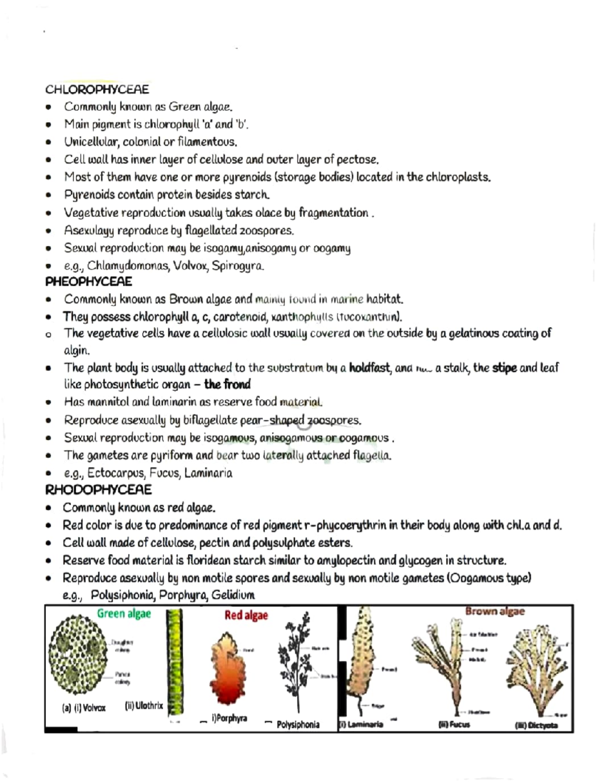 Adobe Scan 01 Nov 2021 - Its lecture notes of biology - CHLOROPHYCEAE ...
