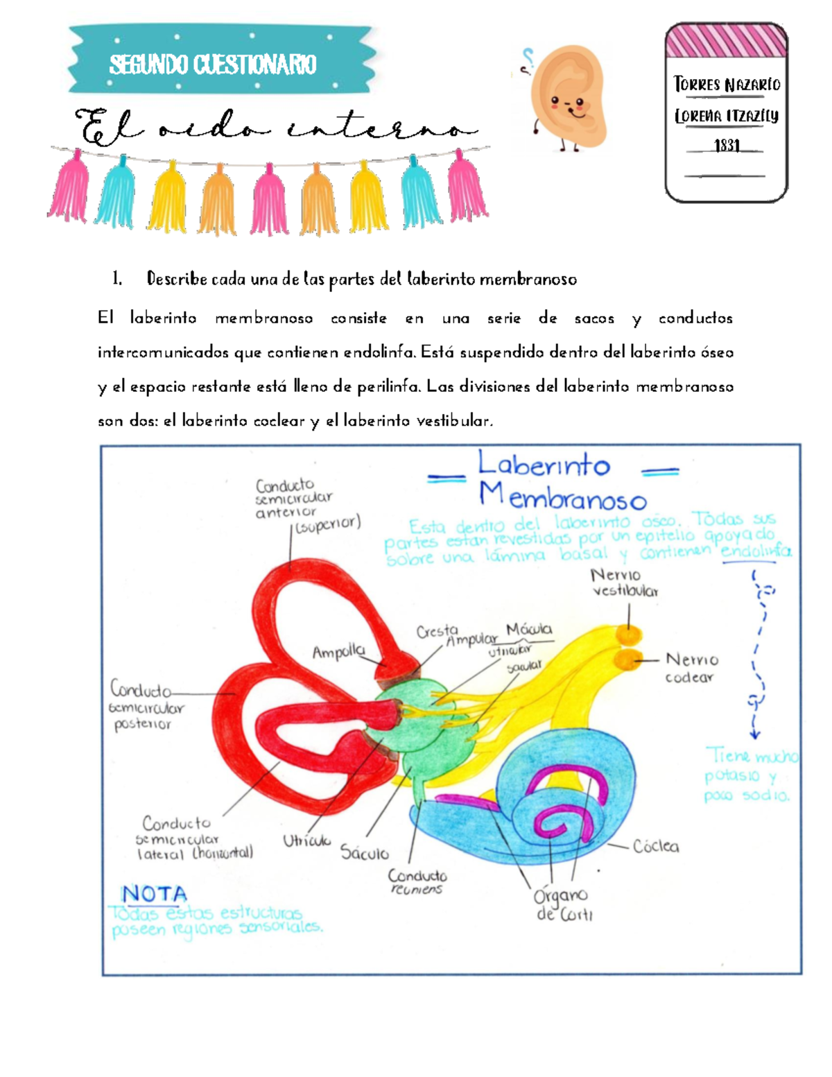El OÍDO parte II (Cuestionario) - I. Describe cada una de las partes ...