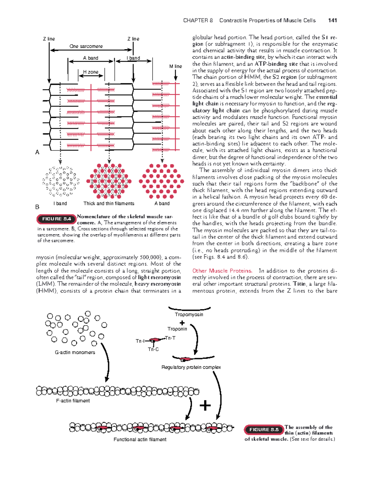 Medical-physiology-49 - globular head portion. The head portion, called ...