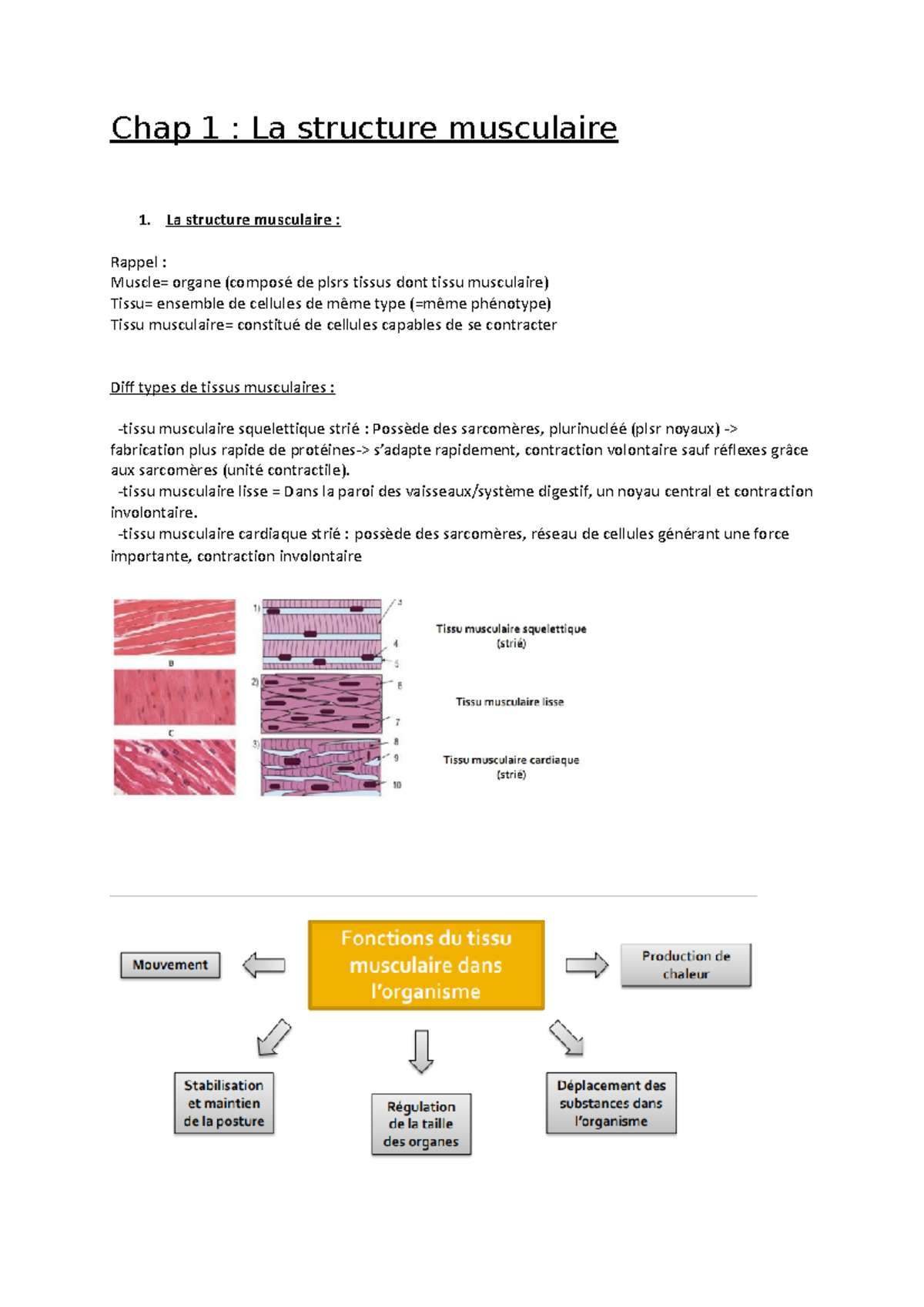 CM1 - cm 1 et 2 d anatomie - Chap 1 : La structure musculaire 1. La ...