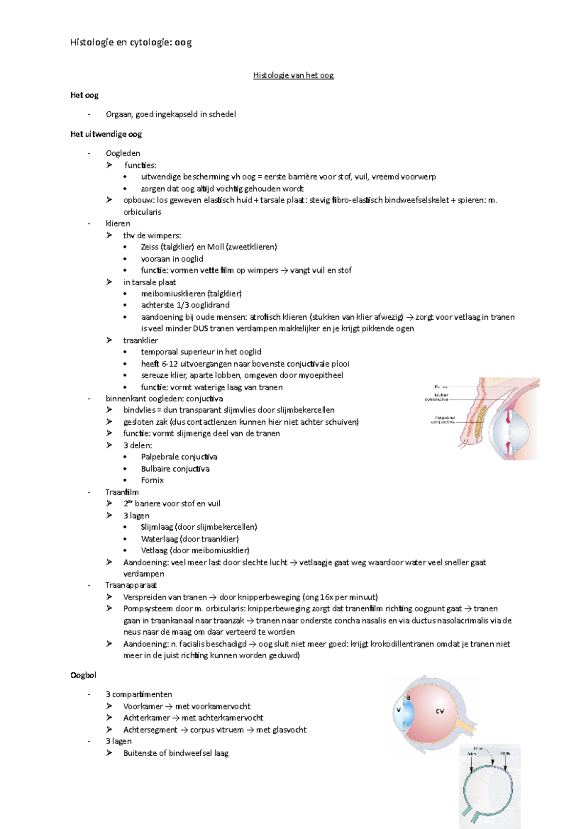 Histologie van het oog - orbicularis klieren thv de wimpers: Zeiss ...