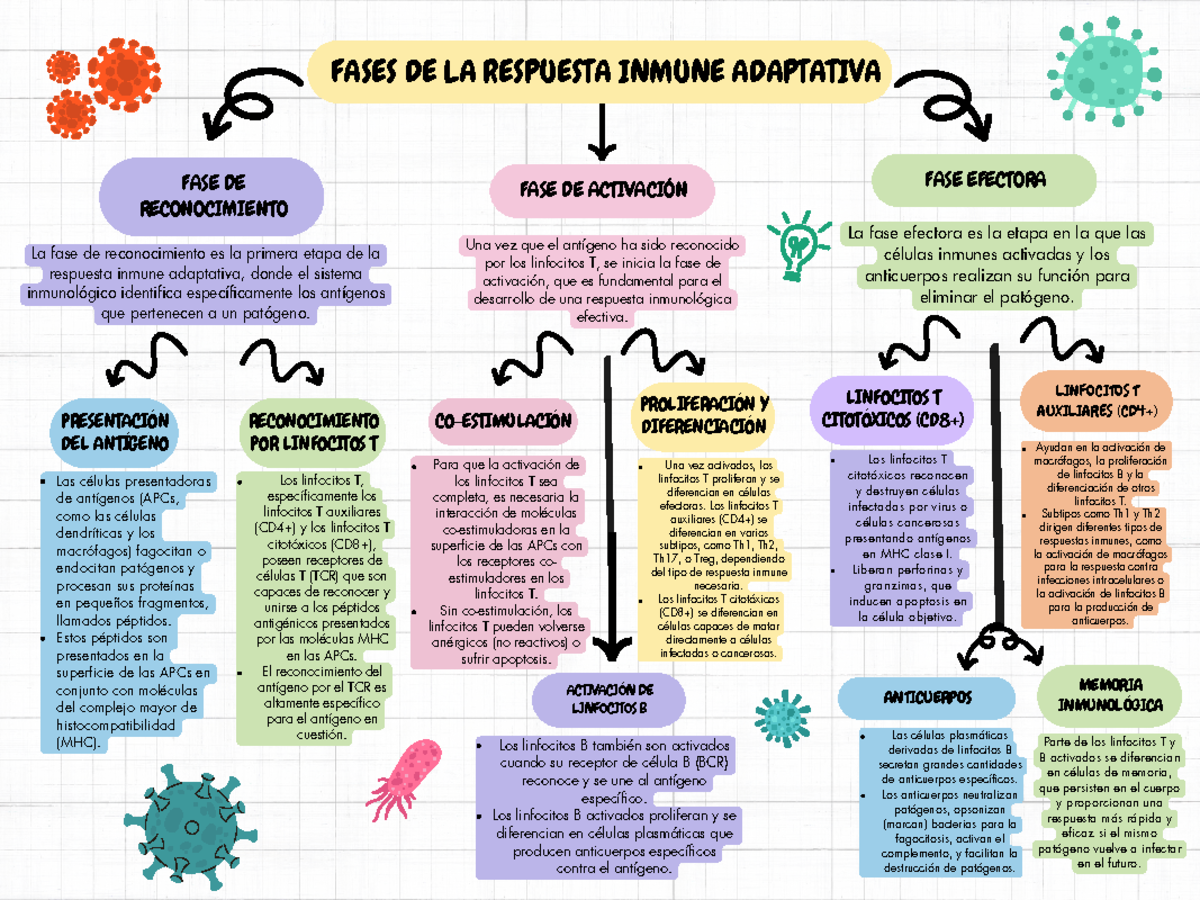 Mapa Conceptual - FASES DE LA RESPUESTA INMUNE ADAPTATIVA - FASE DE RECONOCIMIENTO FASE DE - Studocu