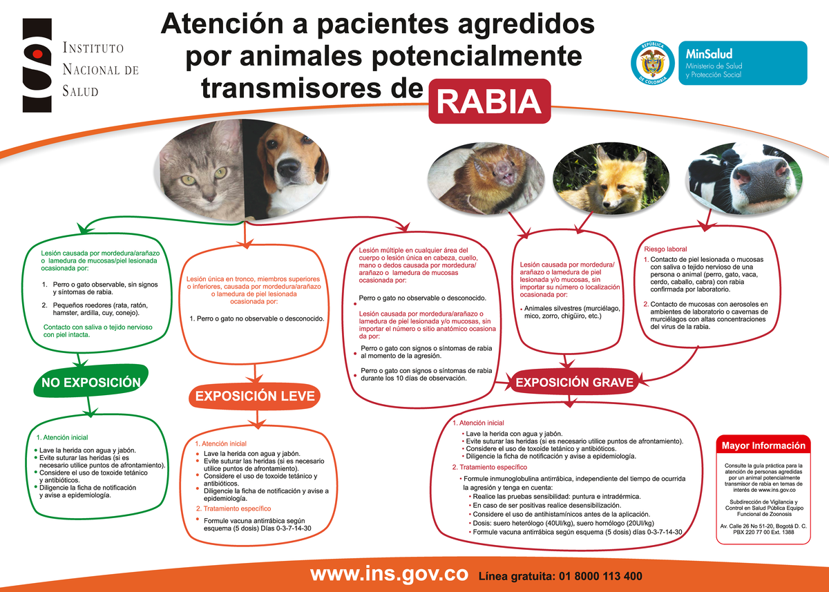Afiche algoritmo de atencion rabia - Laboratorio de Bioquímica - Studocu